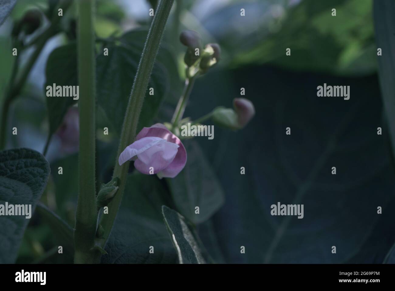 Beautiful fresh flowering beans leaf. Close up of a bush of green beans ...