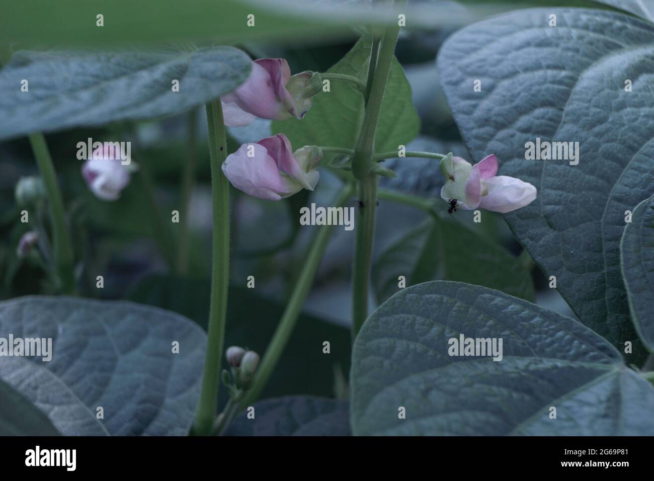 Beautiful fresh flowering beans leaf. Close up of a bush of green beans ...
