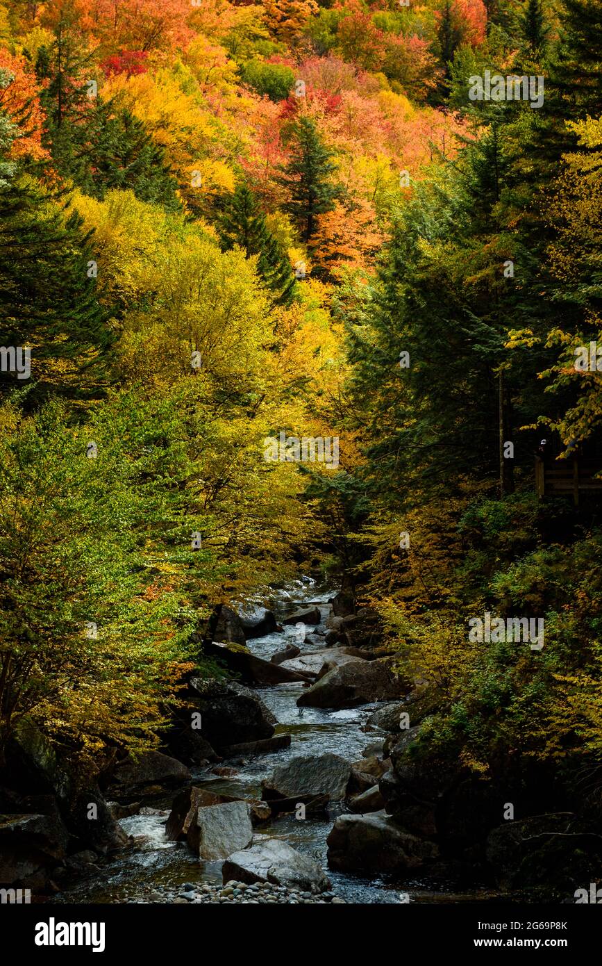 River path in trees Stock Photo - Alamy