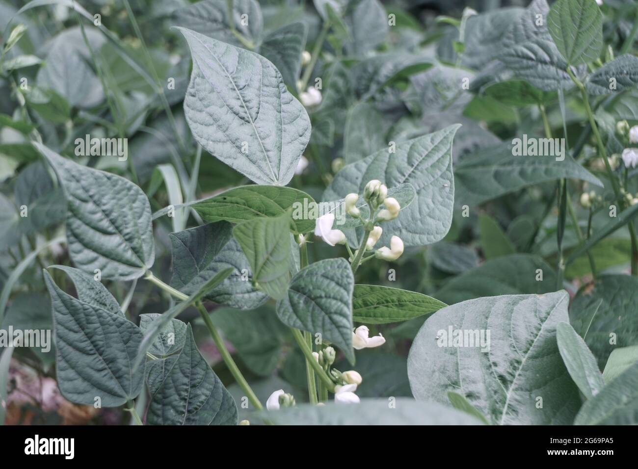 Beautiful fresh flowering beans leaf. Close up of a bush of green beans ...