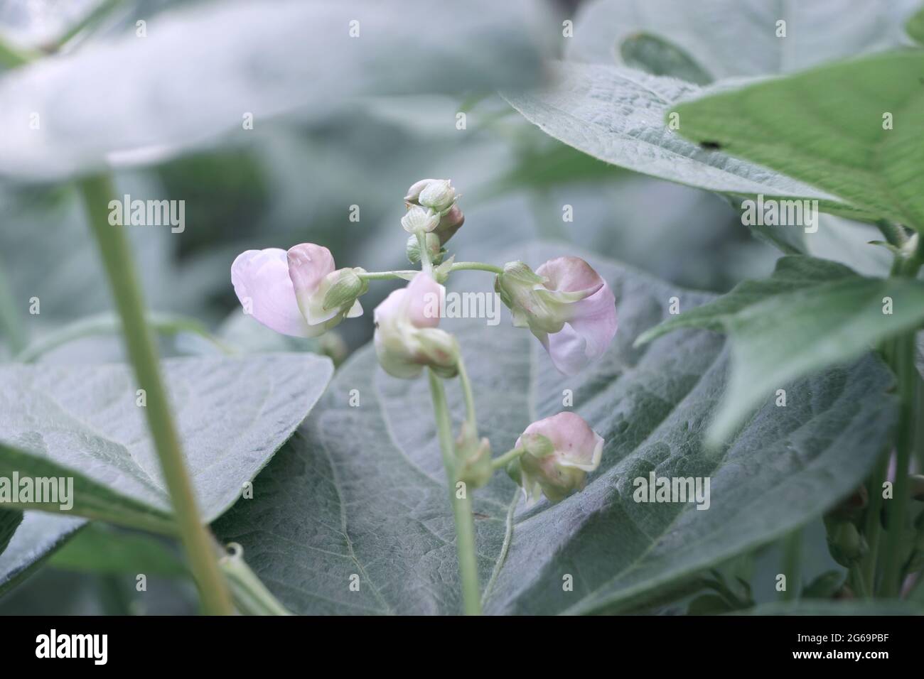 Beautiful fresh flowering beans leaf. Close up of a bush of green beans ...
