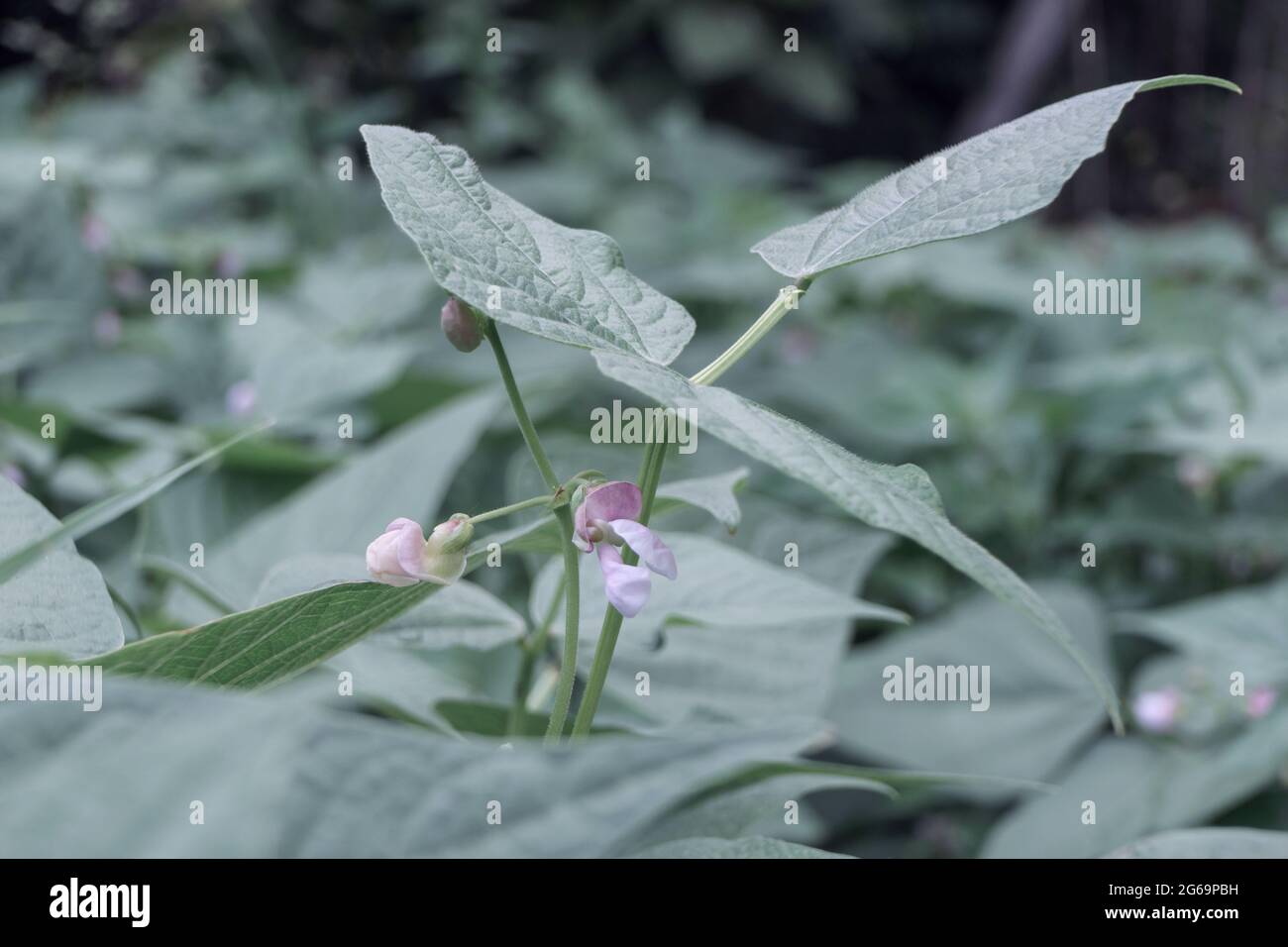 Beautiful fresh flowering beans leaf. Close up of a bush of green beans ...