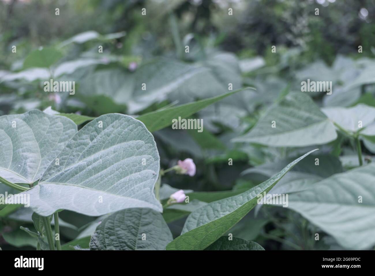 Beautiful fresh flowering beans leaf. Close up of a bush of green beans ...