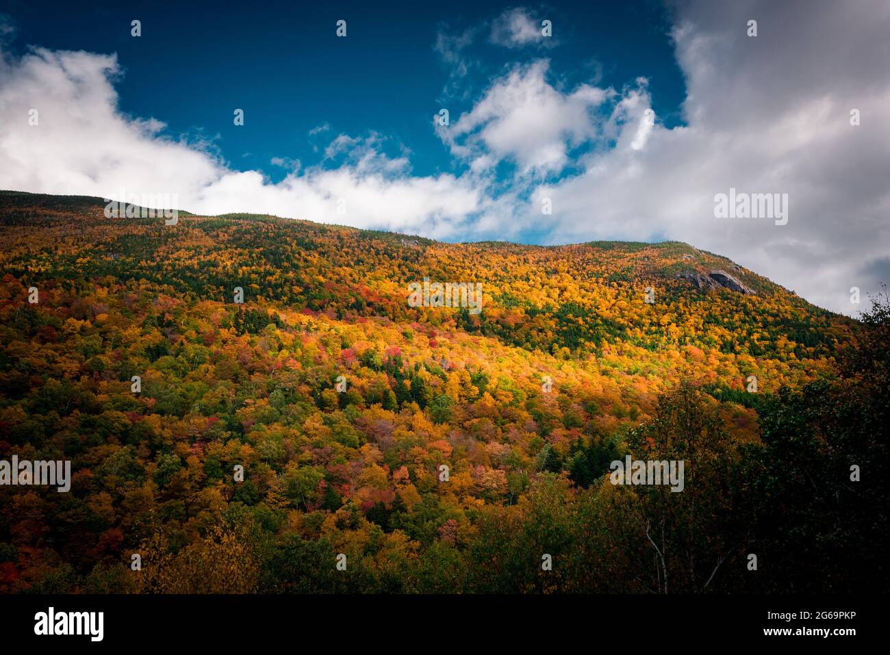 Golden Folliage High Resolution Stock Photography and Images - Alamy