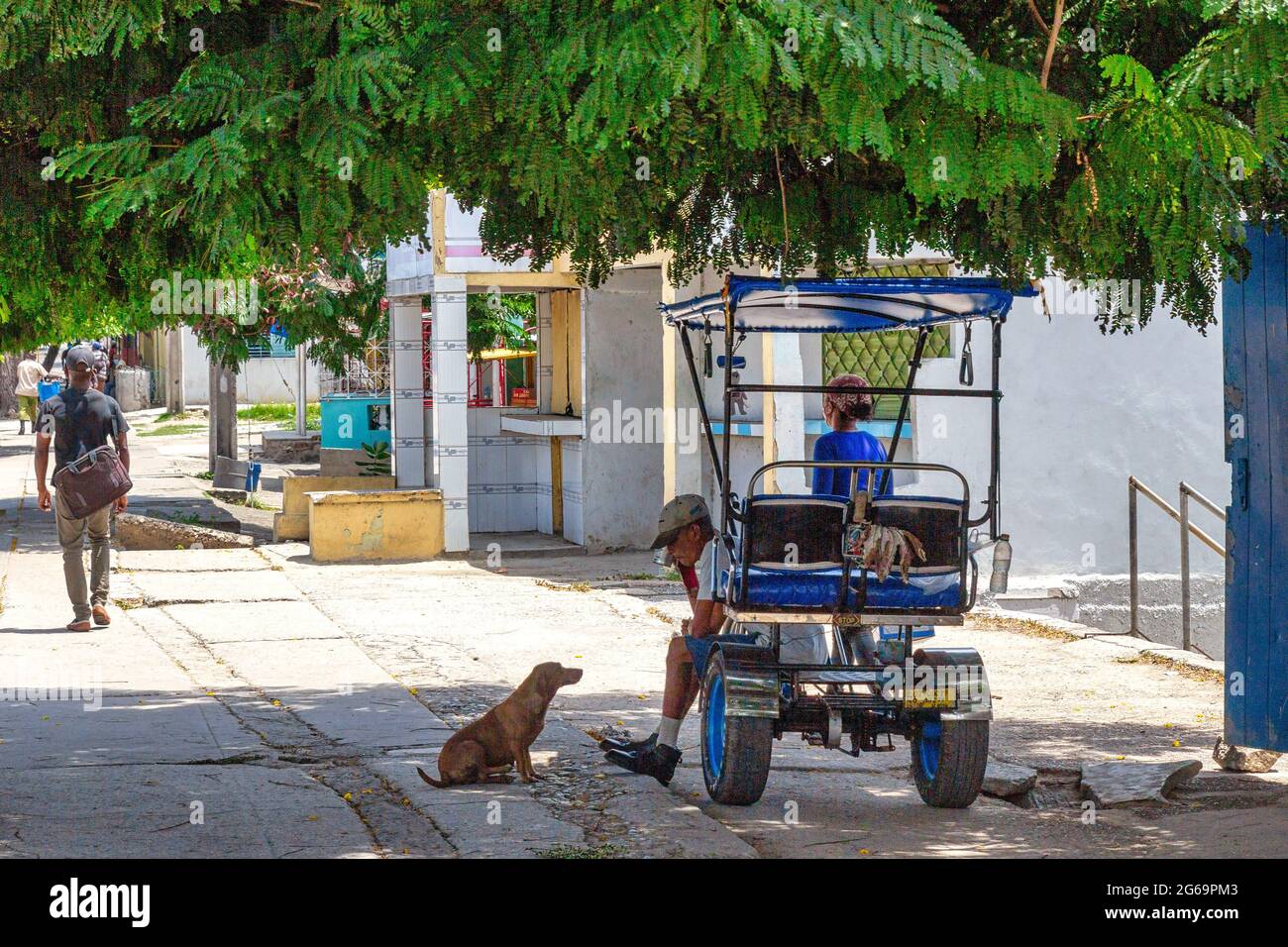 Stray dog mask hi-res stock photography and images - Alamy