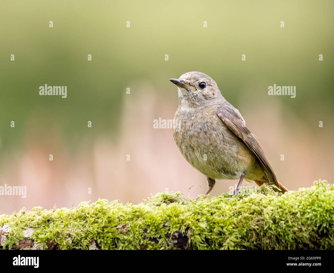 A female common redstart in early summer in mid Wales Stock Photo - Alamy