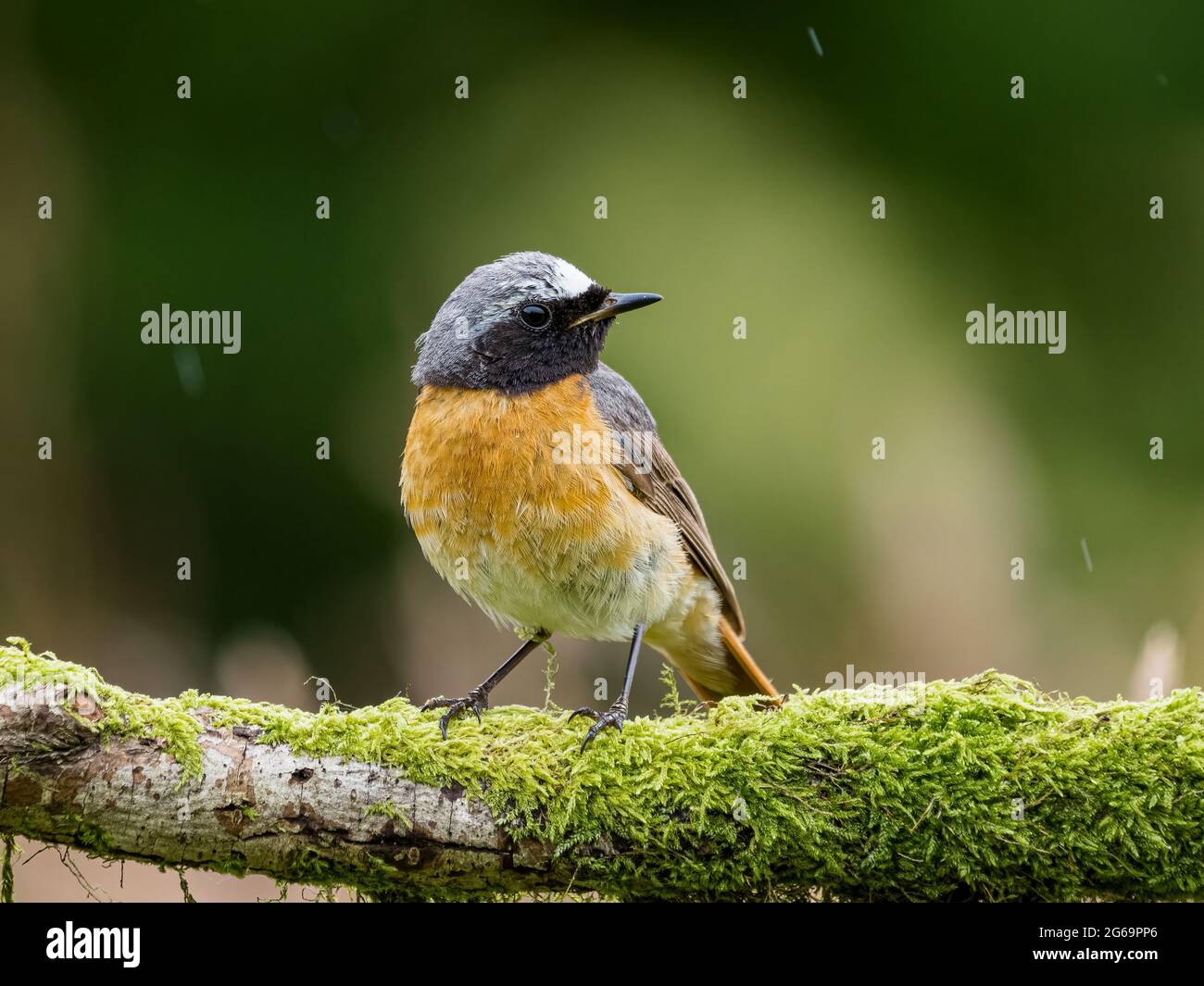 A male common redstart in early summer in mid Wales Stock Photo - Alamy