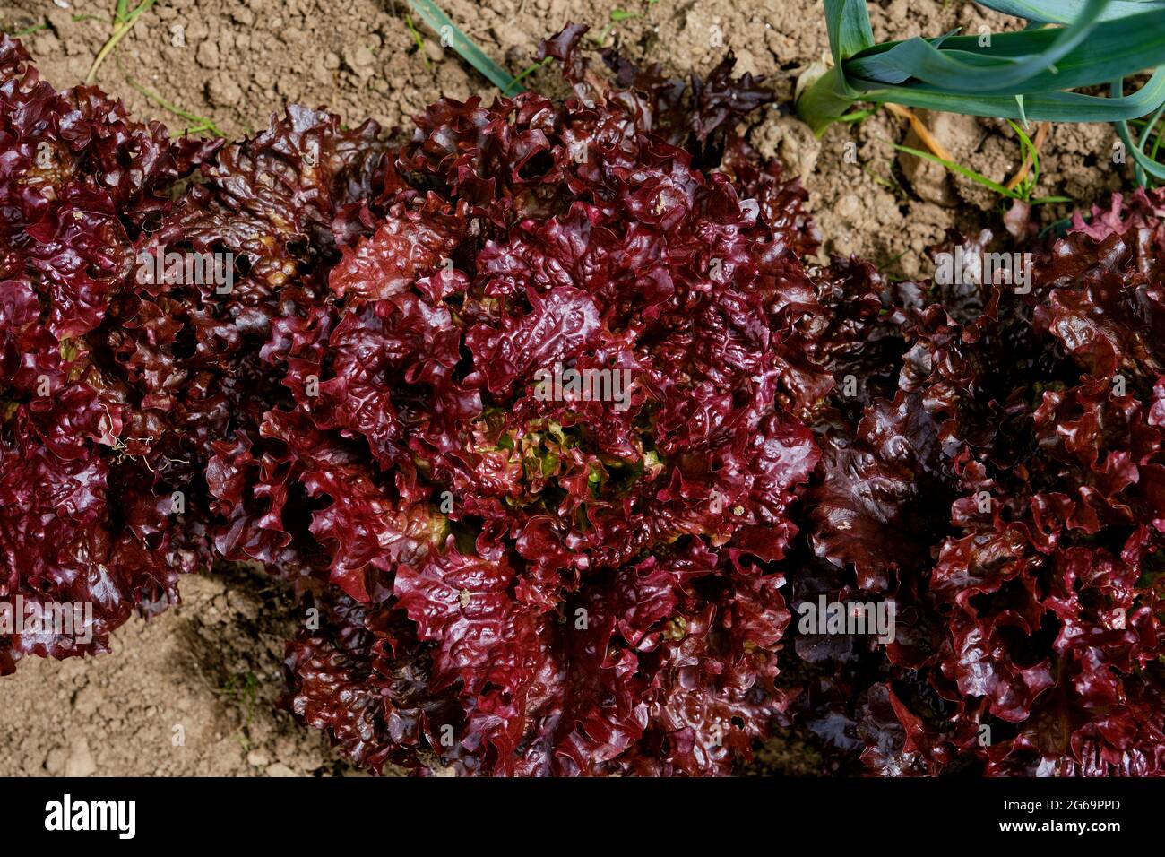 Lettuce lollo rossa hi-res stock photography and images - Alamy