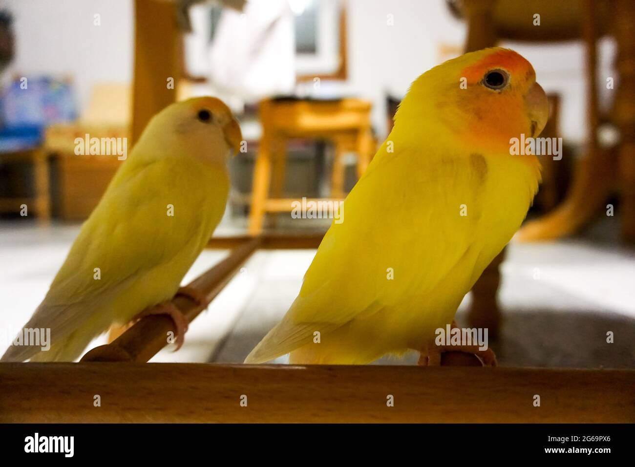 Yellow Fisher Lovebird