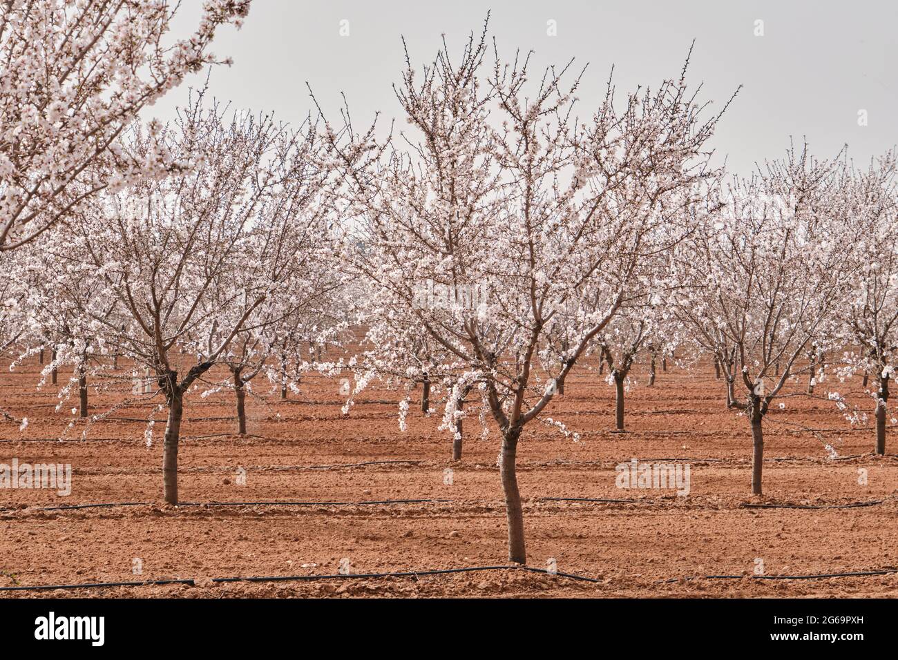 Deciduous trees flowering field hi-res stock photography and images - Alamy