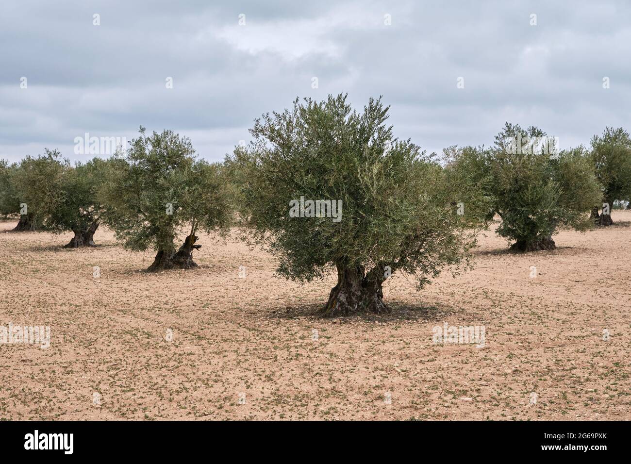 Olive tree field andalucia spain hi-res stock photography and images ...