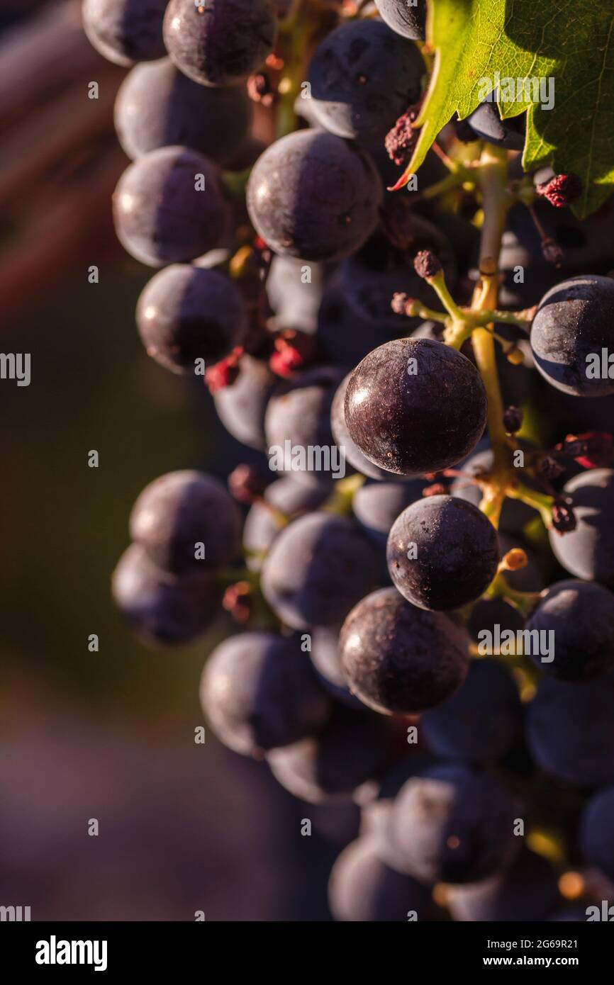 Black grapes close up hi-res stock photography and images - Alamy