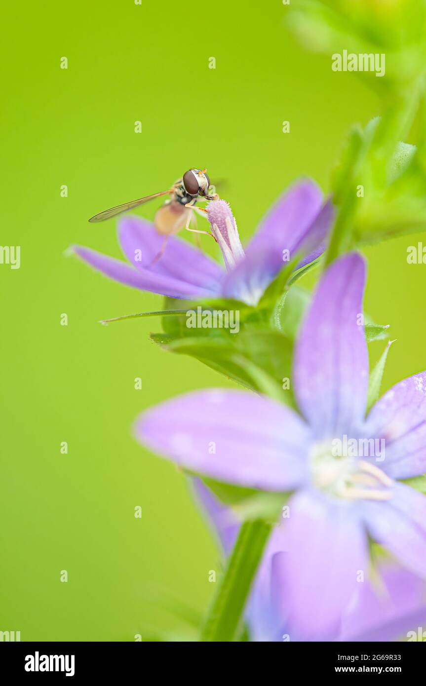 Hover Fly pollinating Bell flower, Bucks County, PA Stock Photo - Alamy