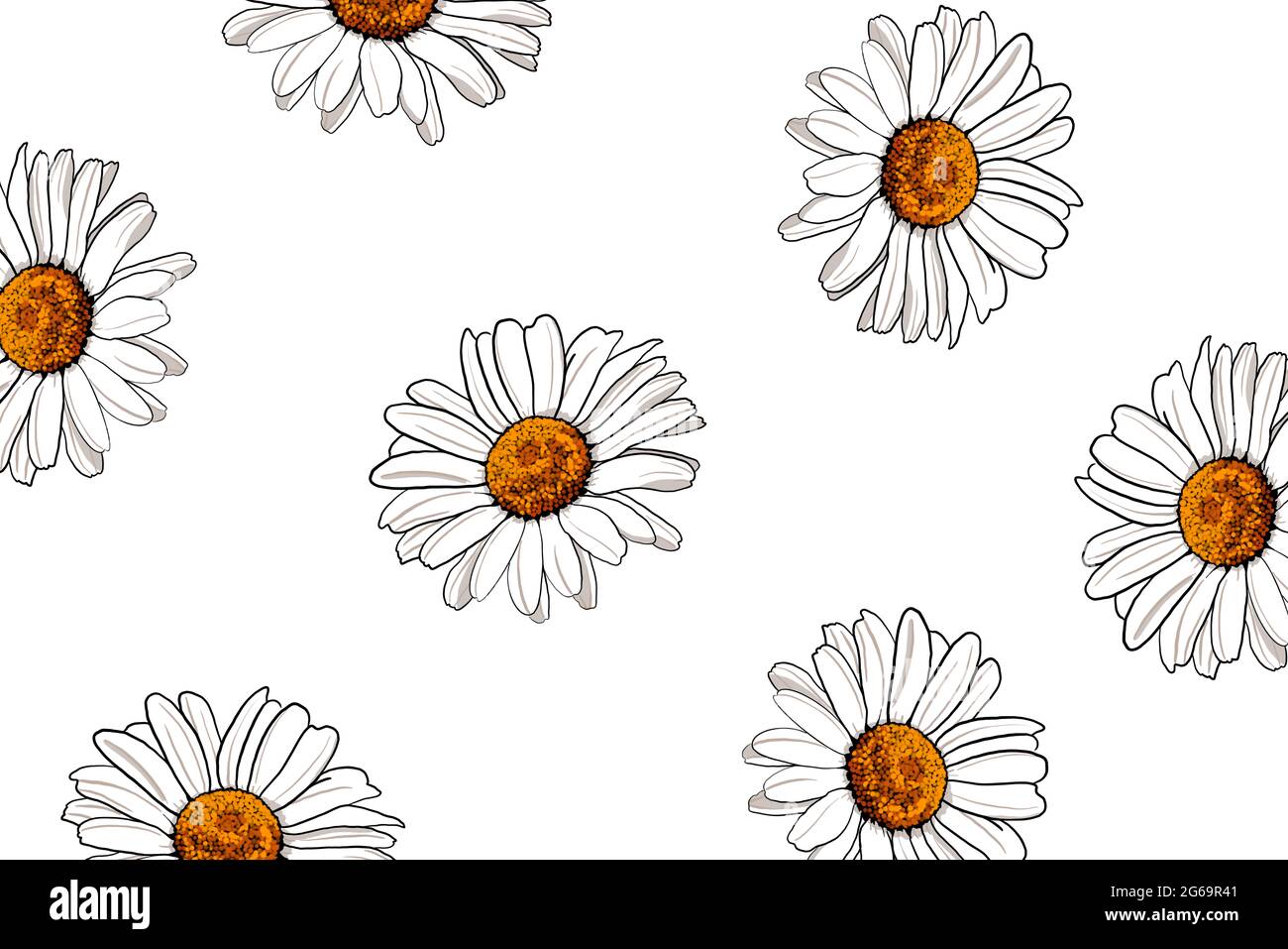 White daisy flowers pattern on a white background Stock Photo - Alamy