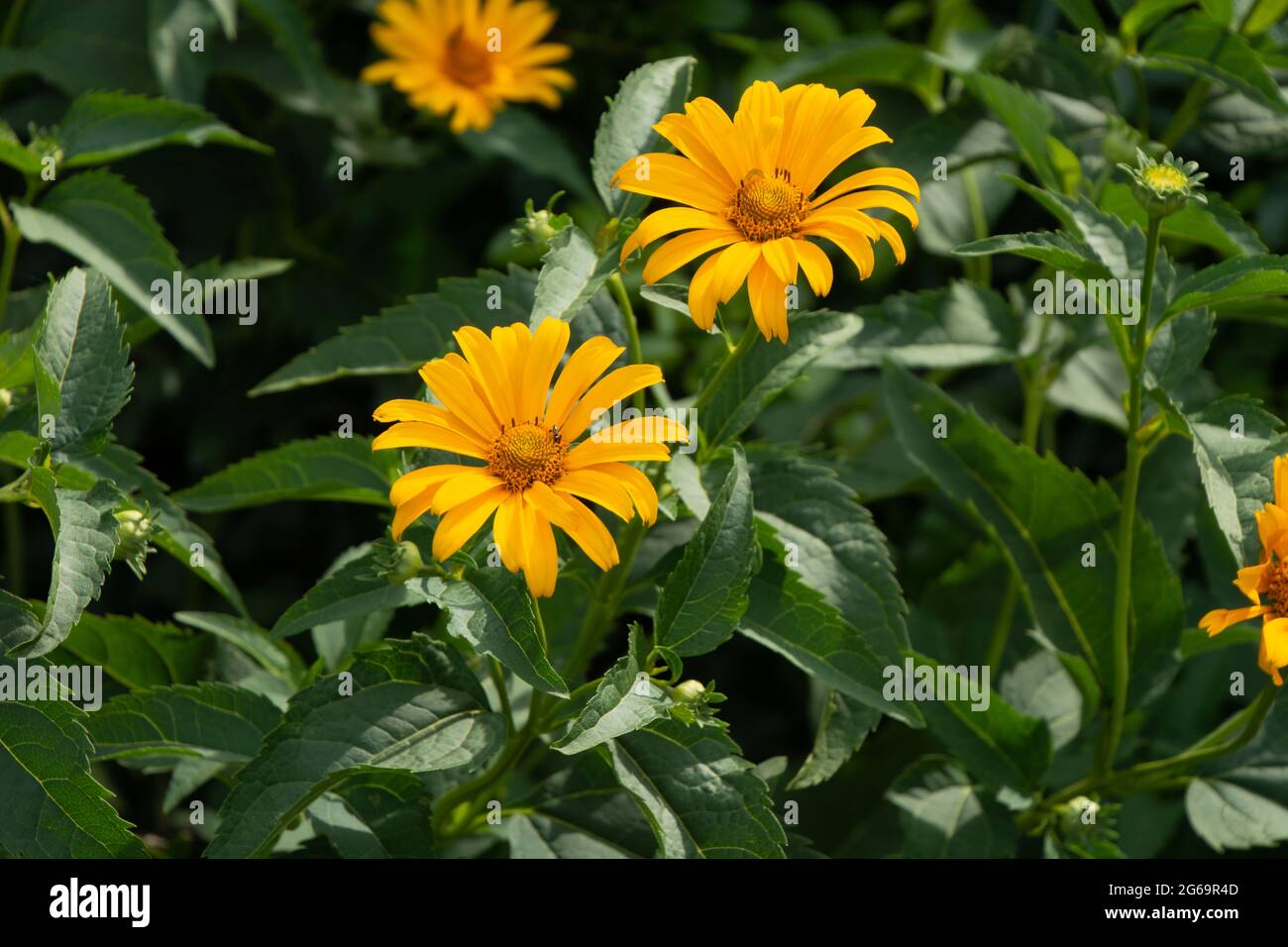 bright yellow heliopsis flowering plants in the sunflower family Stock ...