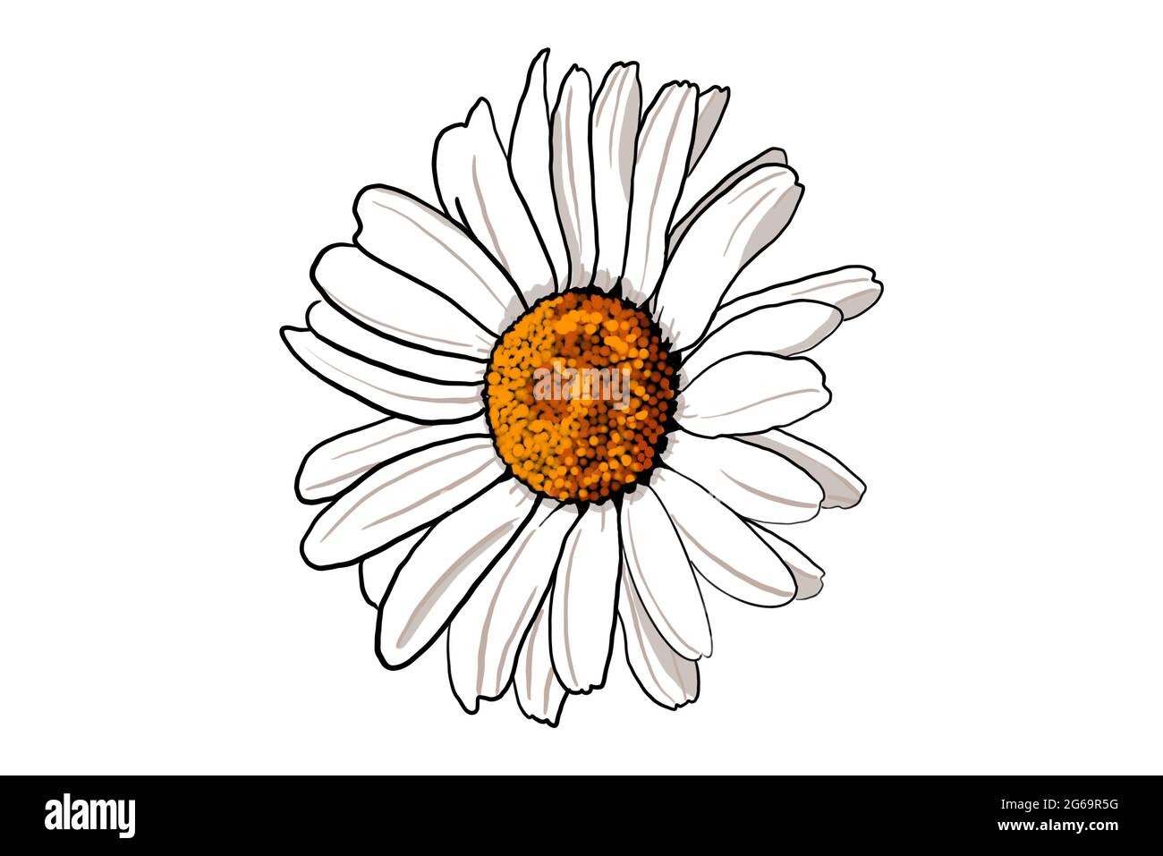 Drawing of white daisy flower head on a white background - closeup ...