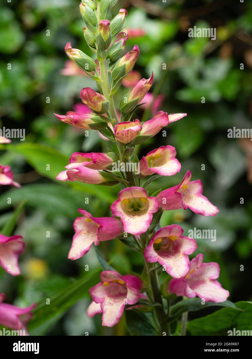 Digitalis valinii berry canary hi-res stock photography and images - Alamy