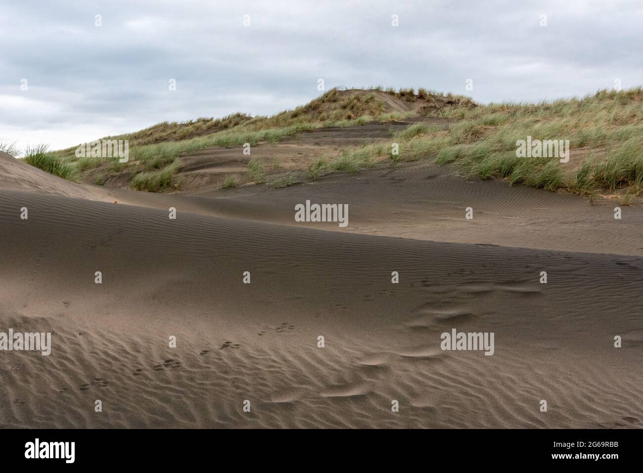 Dark colored sand at Whatipu beach near Auckland, New Zealand Stock ...