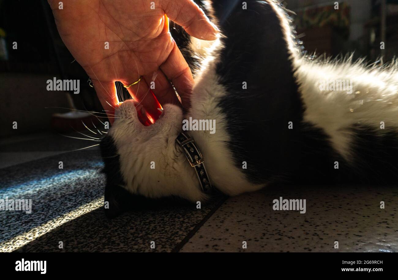 black and white cat biting a human hand Stock Photo - Alamy