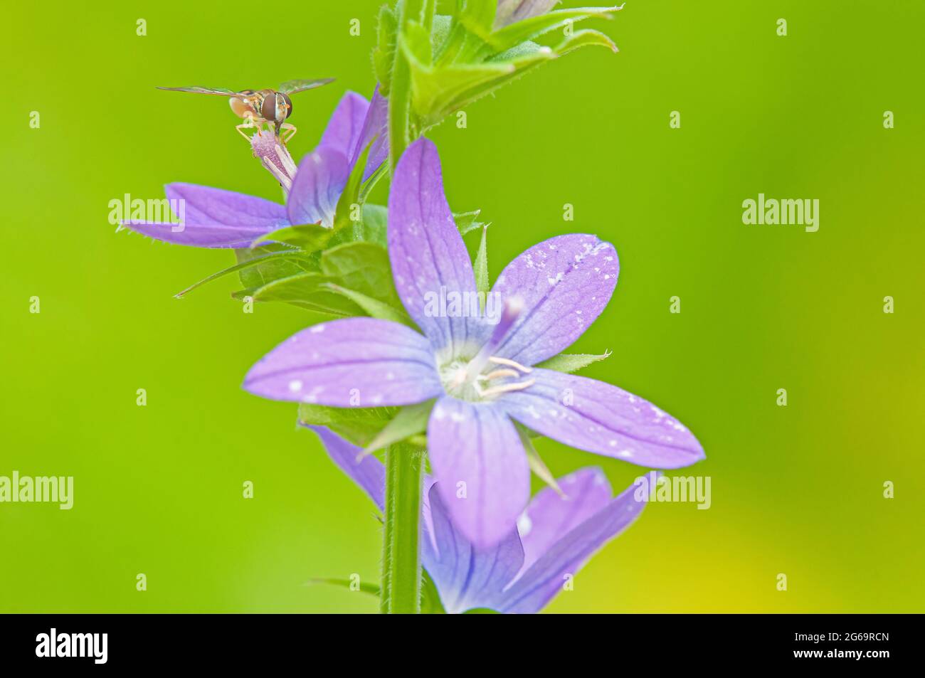 Hover Fly pollinating Bell flower, Bucks County, PA Stock Photo - Alamy