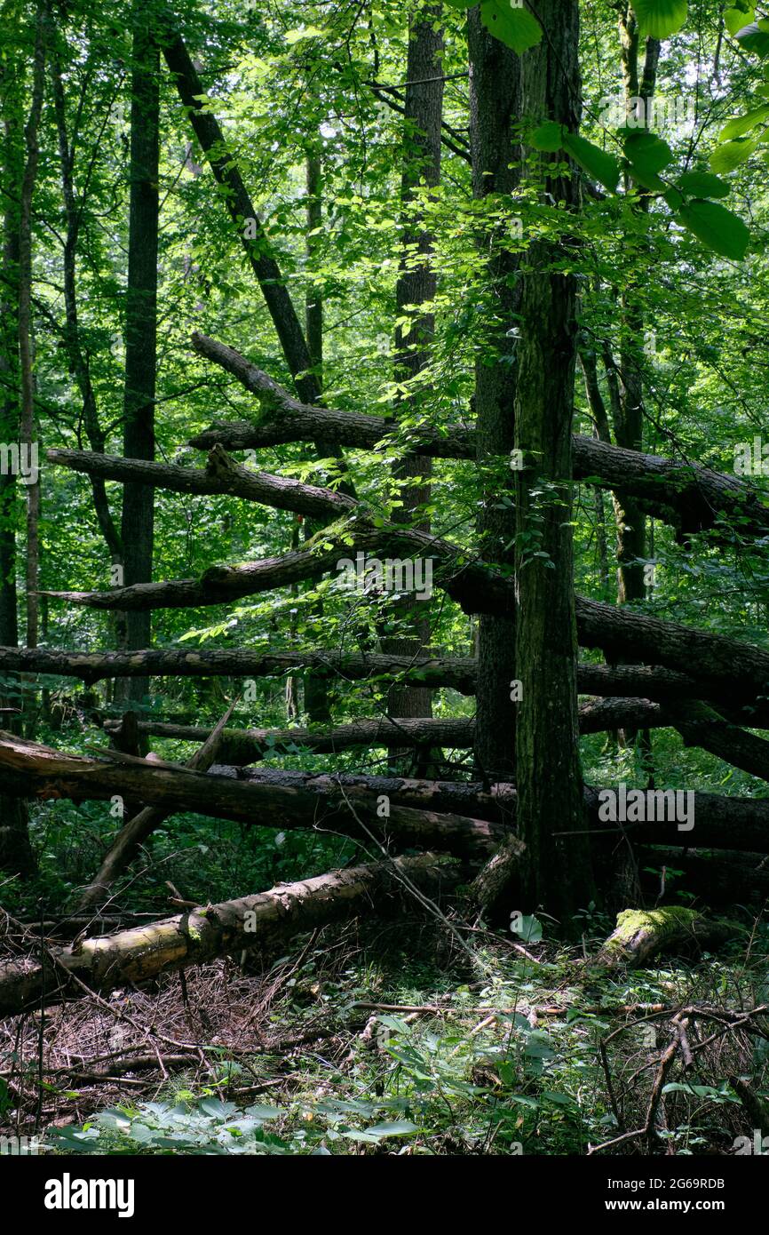Alder tree deciduous stand in summer with dead ash tree in foreground ...