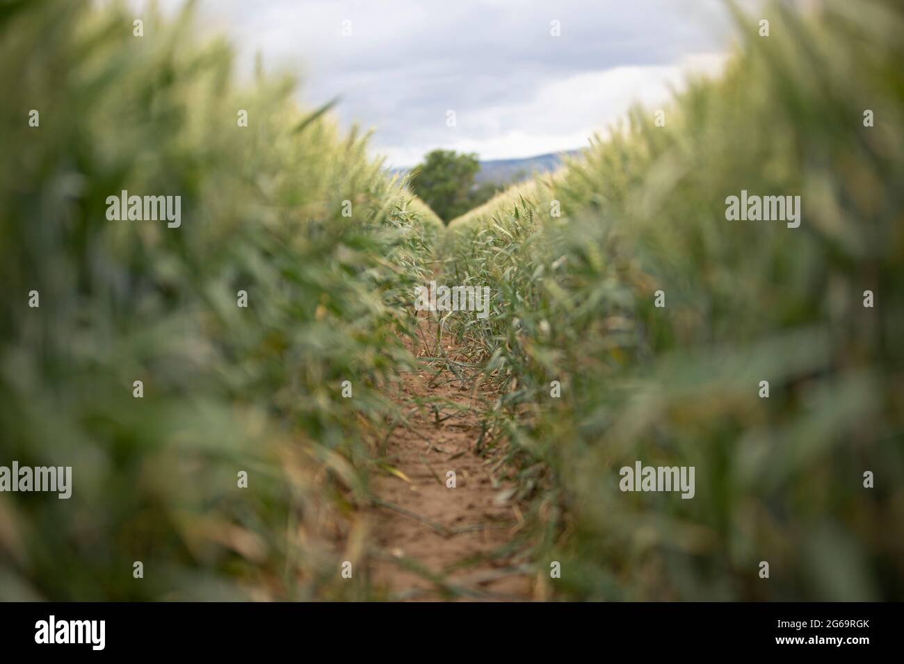 view into a lane built by tractors in wheat field Stock Photo - Alamy