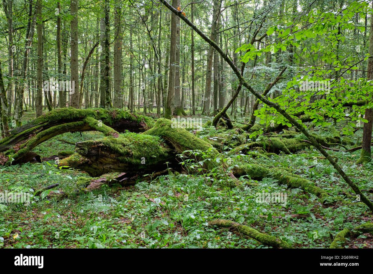 Morning in deciduous forest with old trees and broken partly declined ...