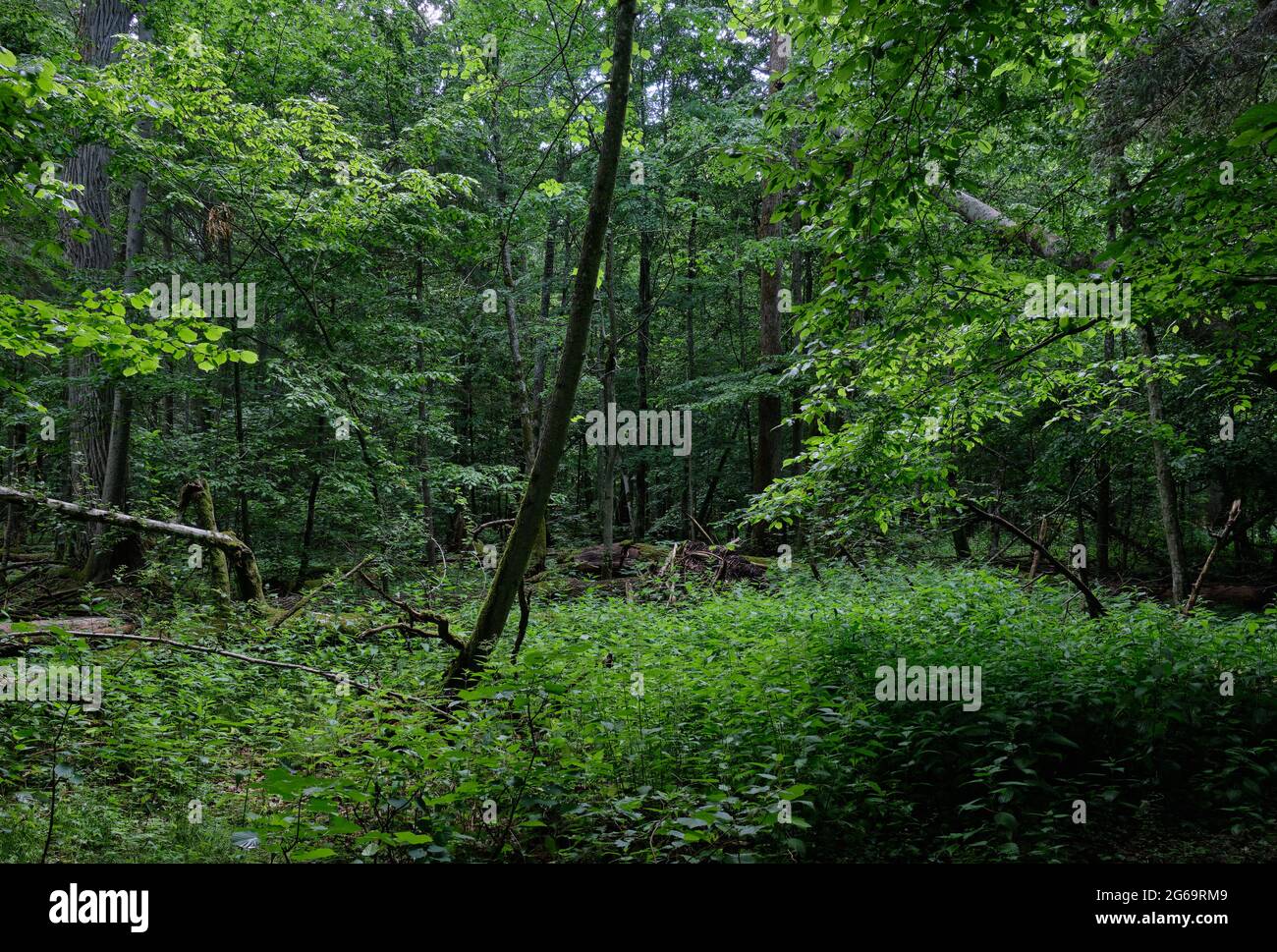 Springtime natural deciduous forest with hornbeam, Bialowieza forest ...