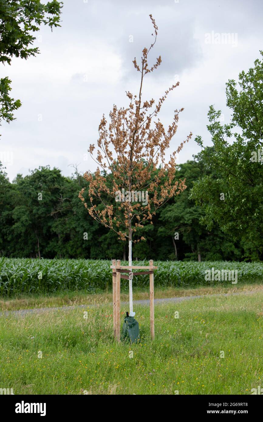 plastic bag with water fixed at a dry tree to water the tree ...