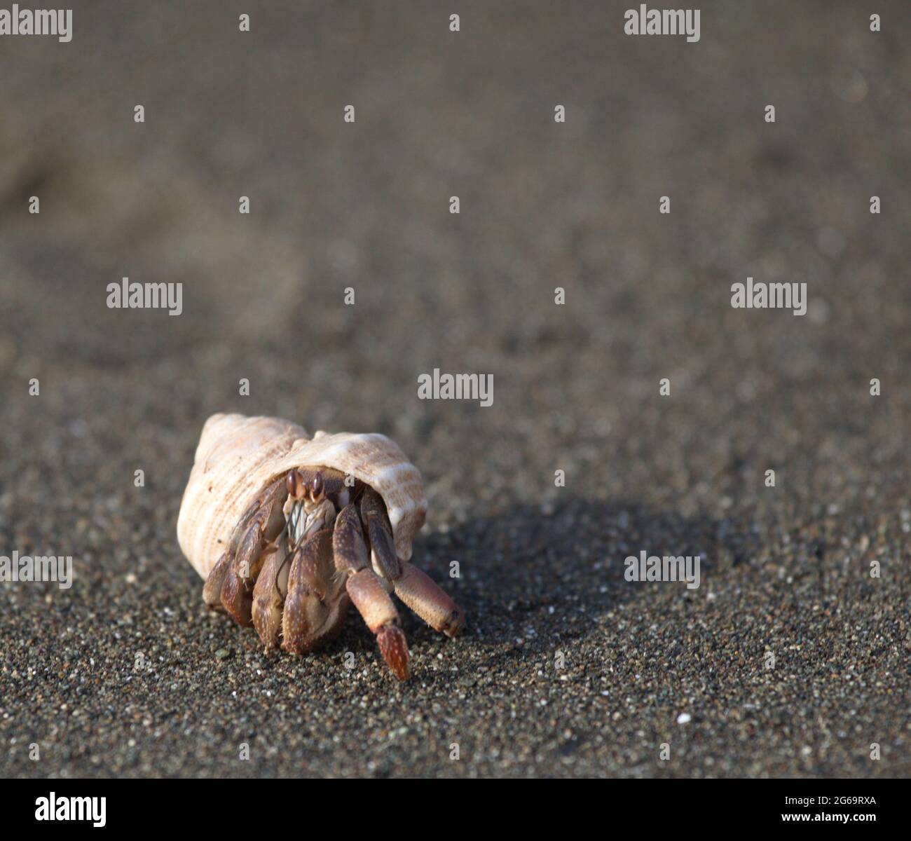 Closeup portrait of Hermit Crab (Pagurus samuelis) on empty beach ...