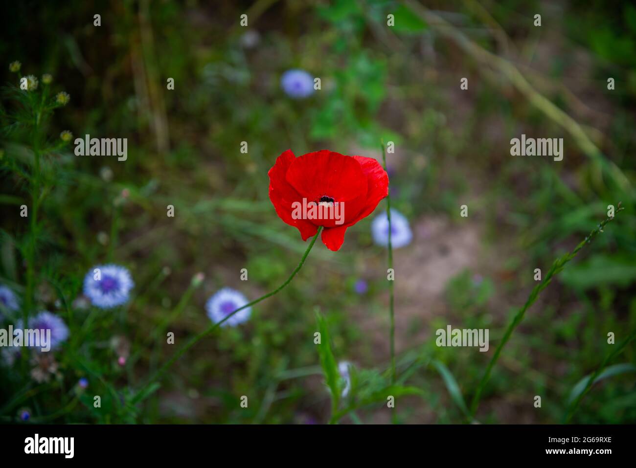 Scarlet poppy hi-res stock photography and images - Alamy