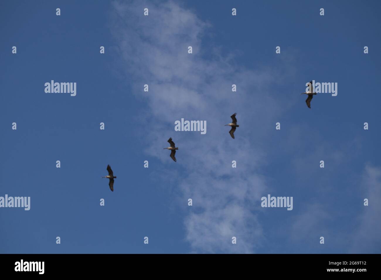 Portrait of four birds flying in diagonal formation against blue sky ...