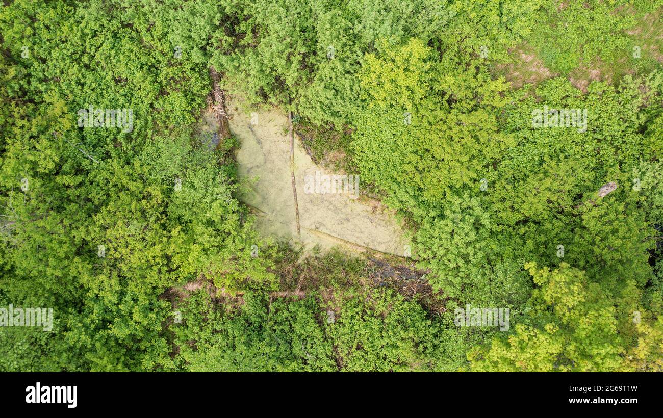 Riparian tree stand in spring with standing water from above ...
