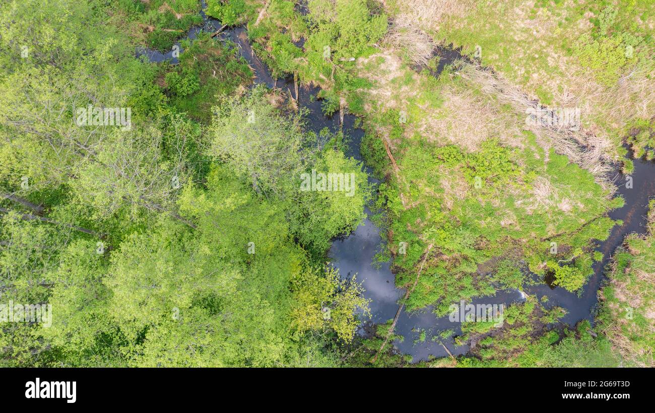 Forest river with dead tree log lying over, Bialowieza Forest, Poland ...