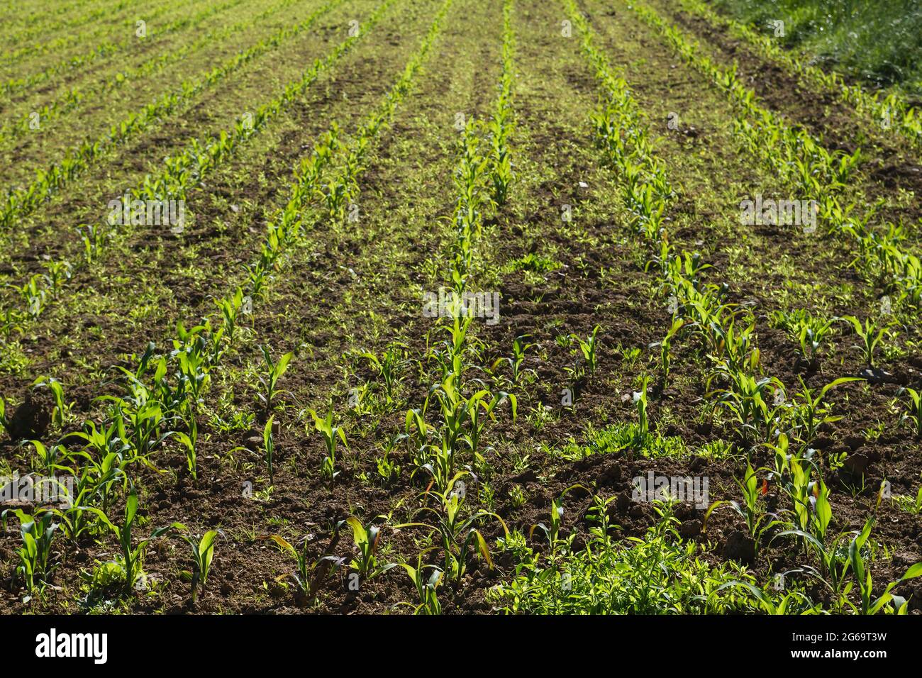 Agriculture plantantion hi-res stock photography and images - Alamy