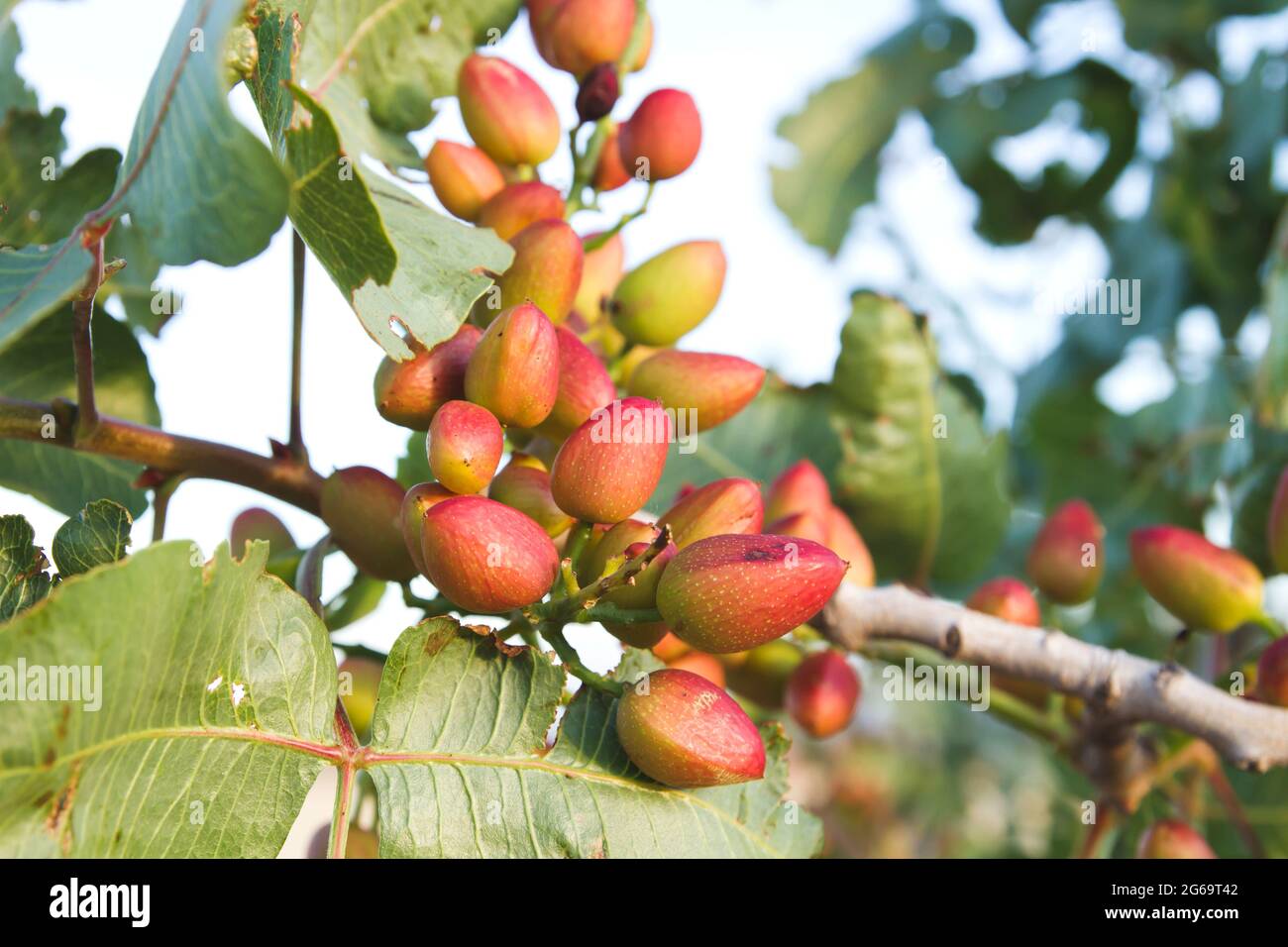 Pistacio tree ripe fruits Stock Photo - Alamy