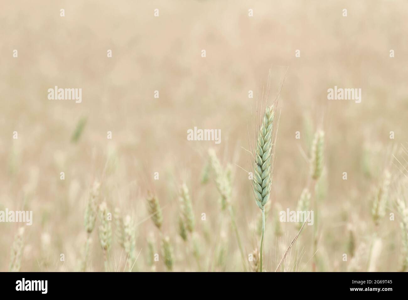 Strands of wheat hi-res stock photography and images - Alamy