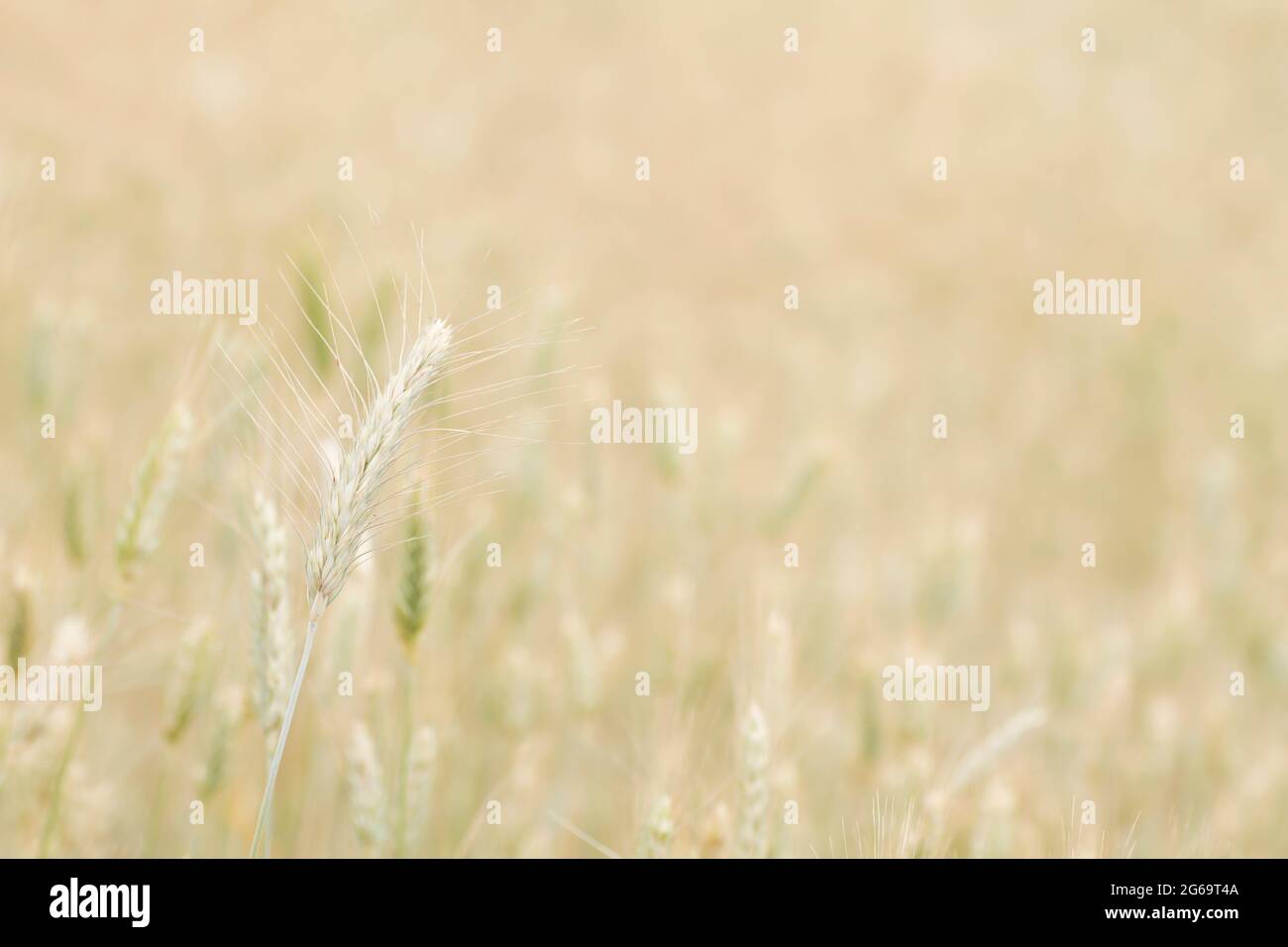 Strands of wheat hi-res stock photography and images - Alamy