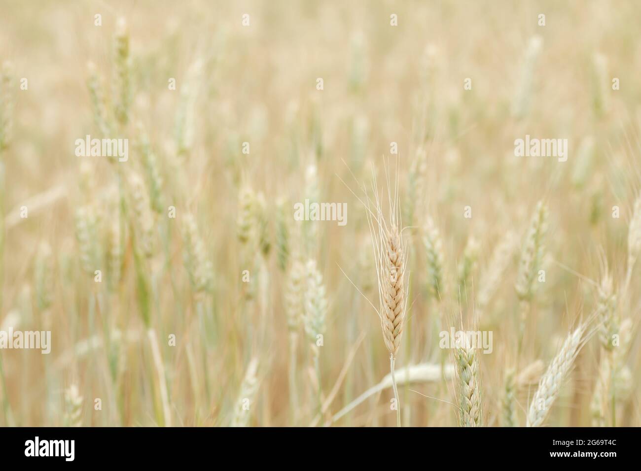 Strands of wheat hi-res stock photography and images - Alamy