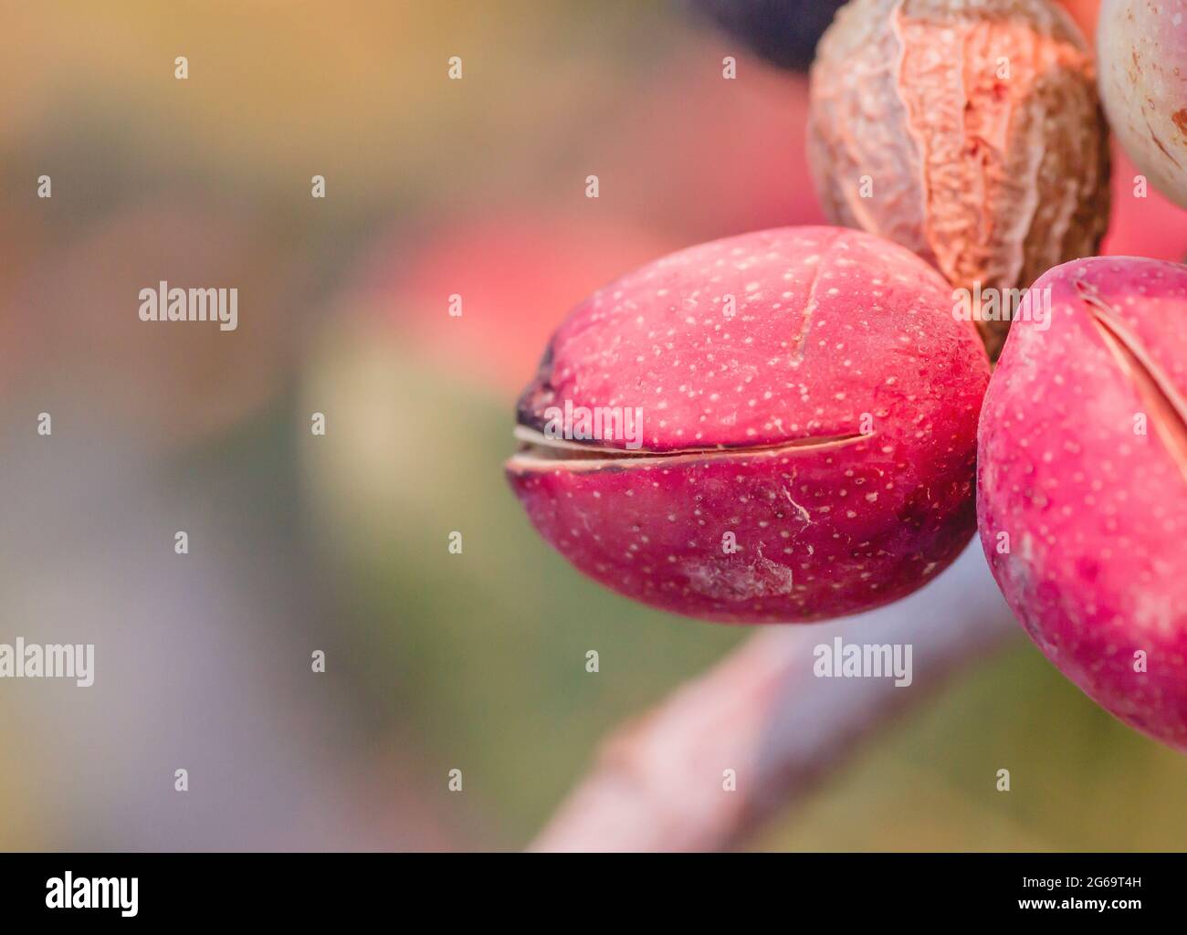 Pistacio tree ripe fruits Stock Photo - Alamy