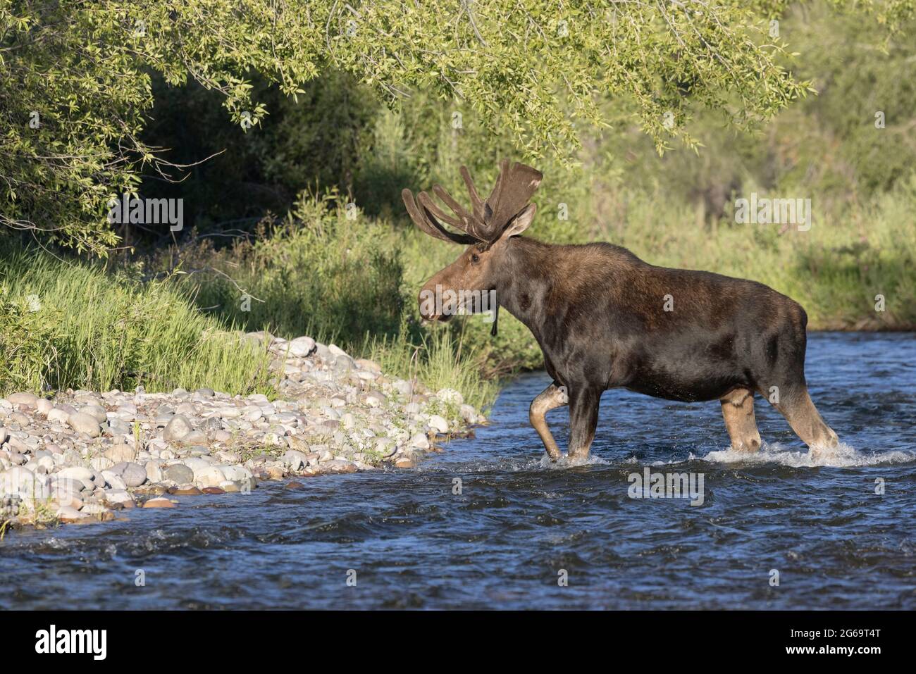 Shiras Moose (Alces alces), Grand Teton National Park, Wyoming. Bull ...