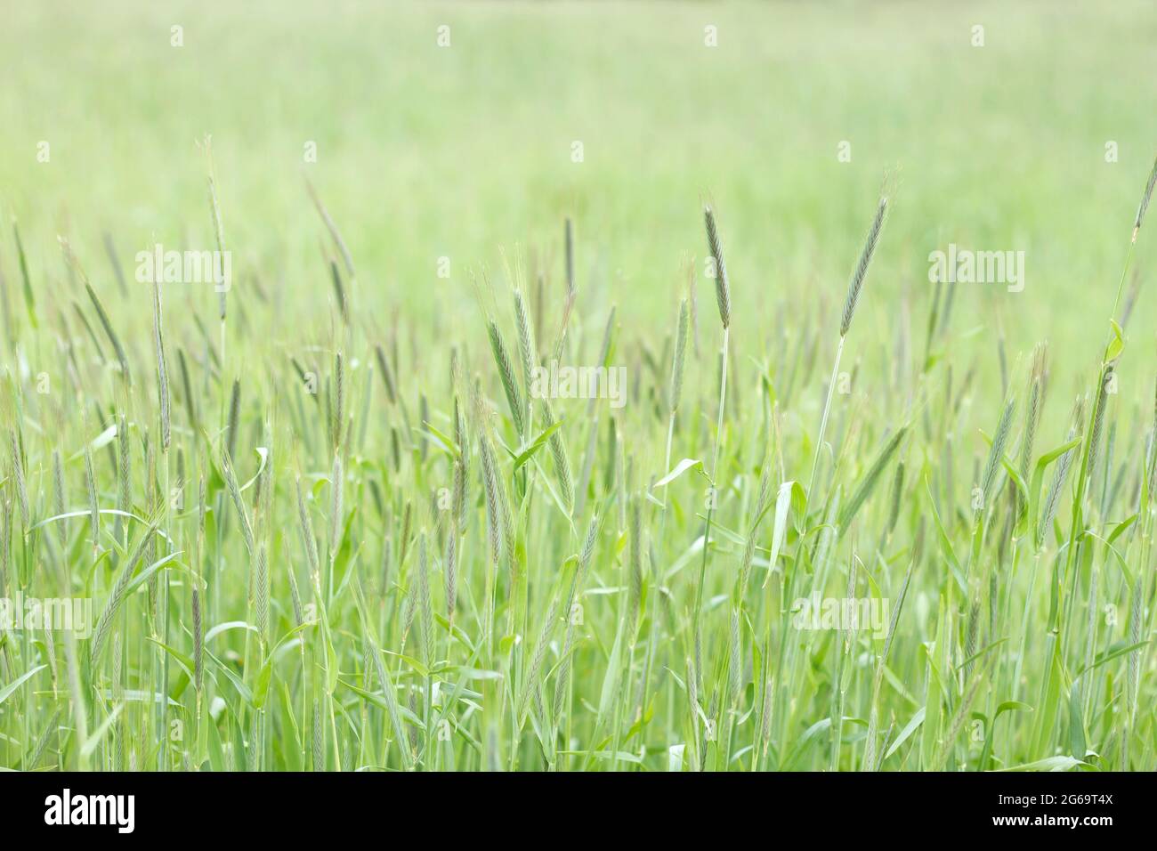 Green grass strands hi-res stock photography and images - Alamy