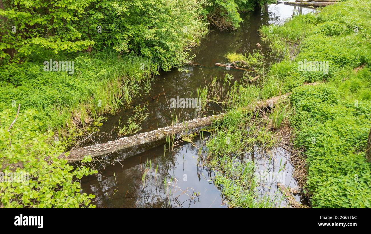 Dead tree log hi-res stock photography and images - Alamy