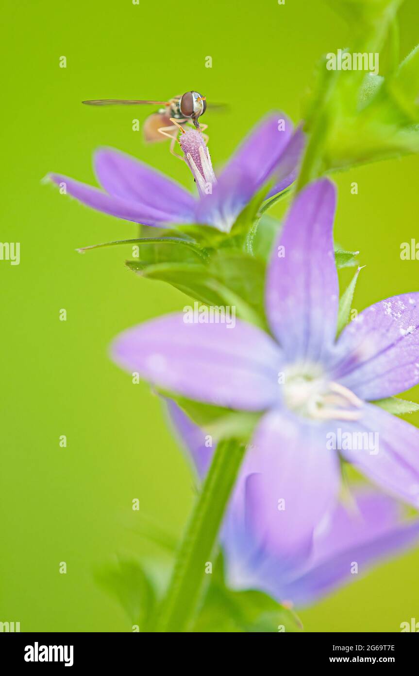 Hover Fly pollinating Bell flower, Bucks County, PA Stock Photo - Alamy