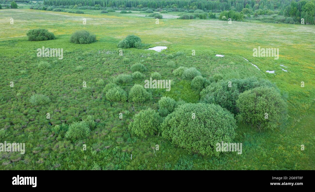 Springtime wetland in fresh green meadow from drone view, Podlaskie ...