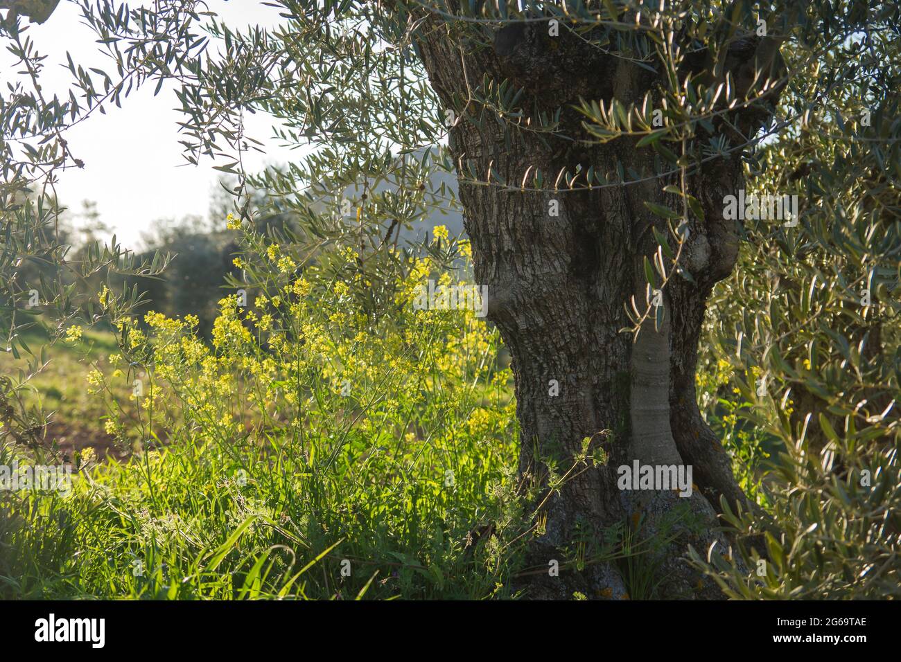Olive tree greece spring flowers hi-res stock photography and images ...