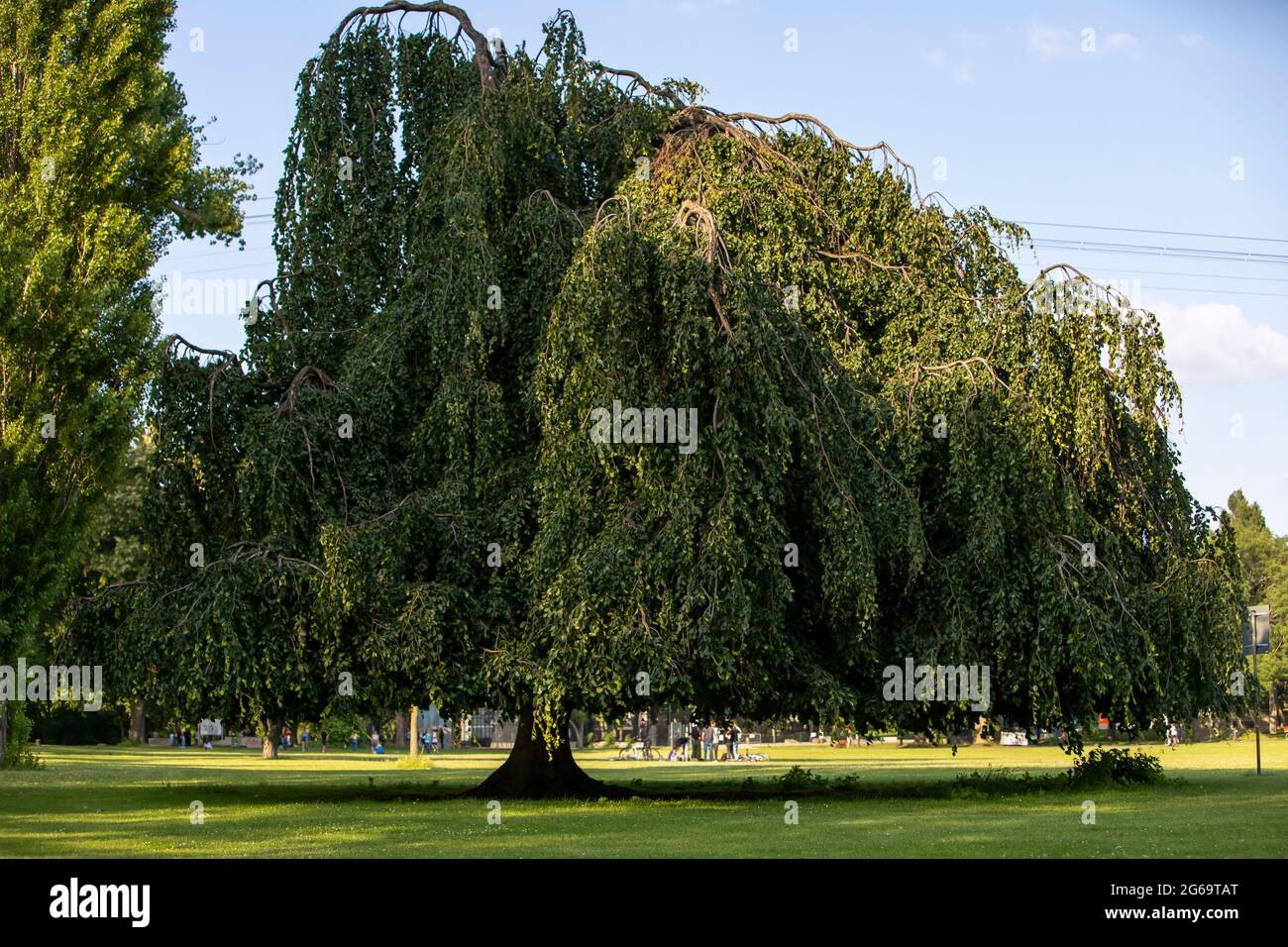 tree in a park, people in the background Stock Photo - Alamy