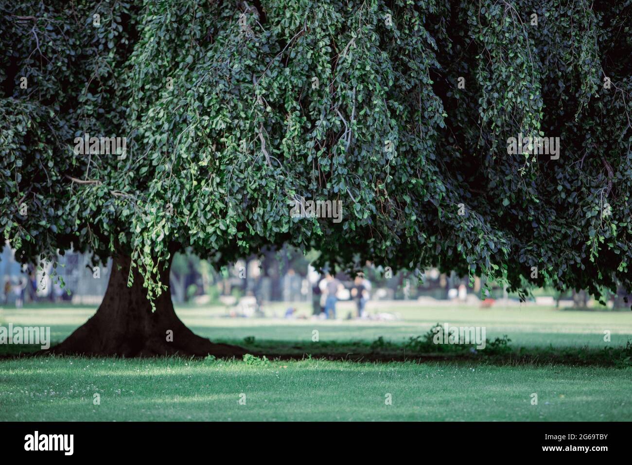 tree in a park, people in the background Stock Photo - Alamy