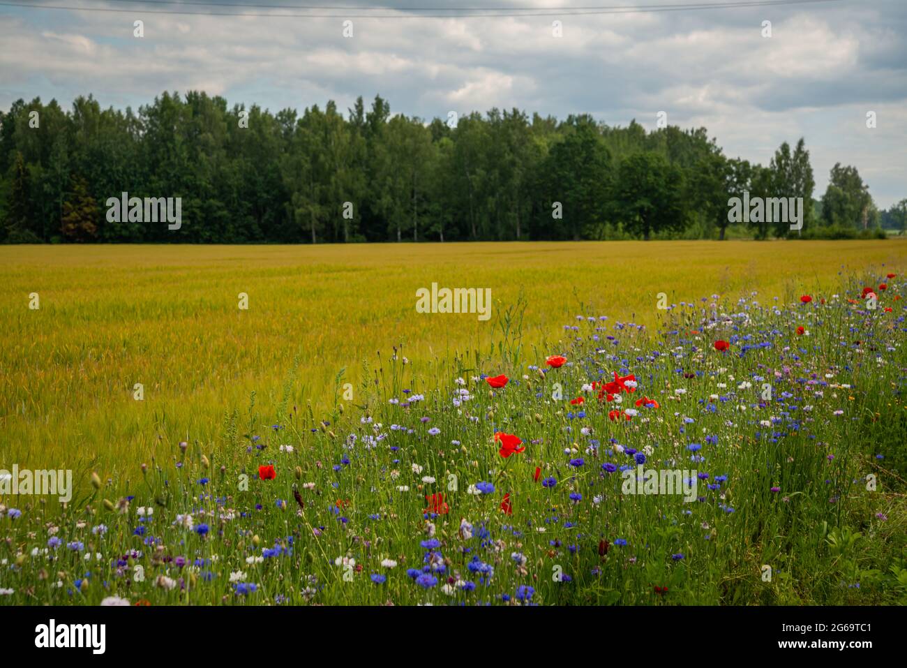 Beautiful summer landscape with a rye field next to a green tree forest ...