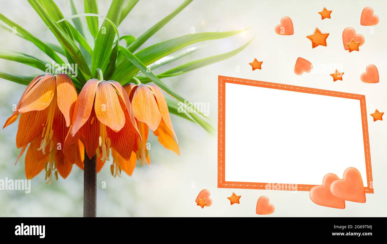 Frame for congratulations or invitations, on the background of flowers ...